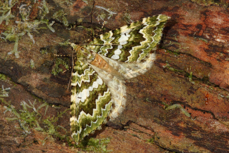 Moths - Moths and Butterflies of New Zealand Trust