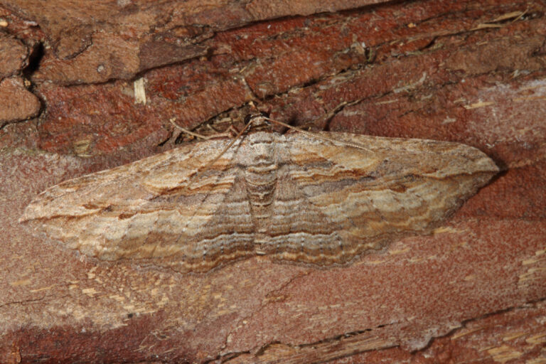 Moths - Moths and Butterflies of New Zealand Trust