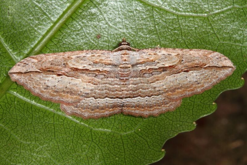 Moths - Moths and Butterflies of New Zealand Trust