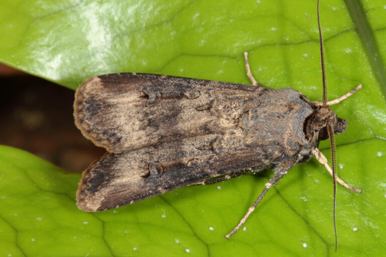 Moths - Moths and Butterflies of New Zealand Trust