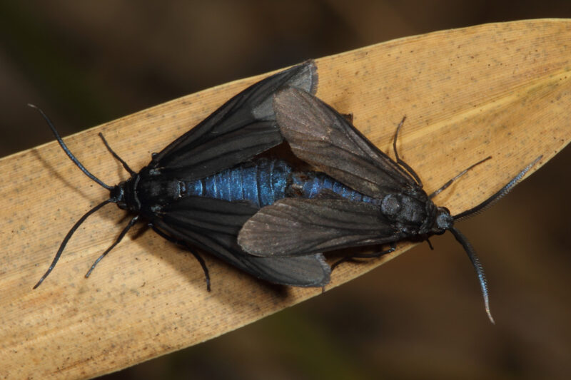 Moths - Moths and Butterflies of New Zealand Trust