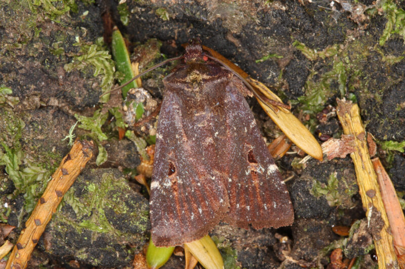 Moths - Moths and Butterflies of New Zealand Trust