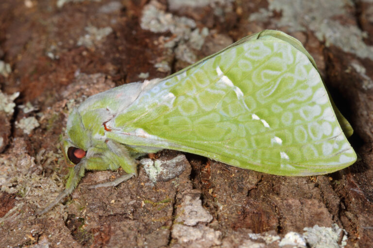 Moths - Moths and Butterflies of New Zealand Trust