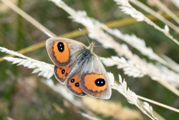 Butterflies - Moths and Butterflies of New Zealand Trust