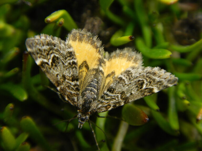 Moths - Moths and Butterflies of New Zealand Trust