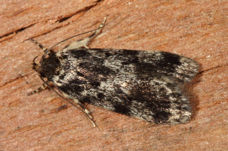 Moths - Moths and Butterflies of New Zealand Trust