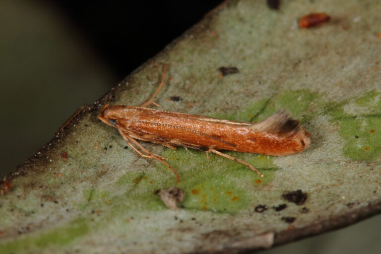 Moths - Moths and Butterflies of New Zealand Trust