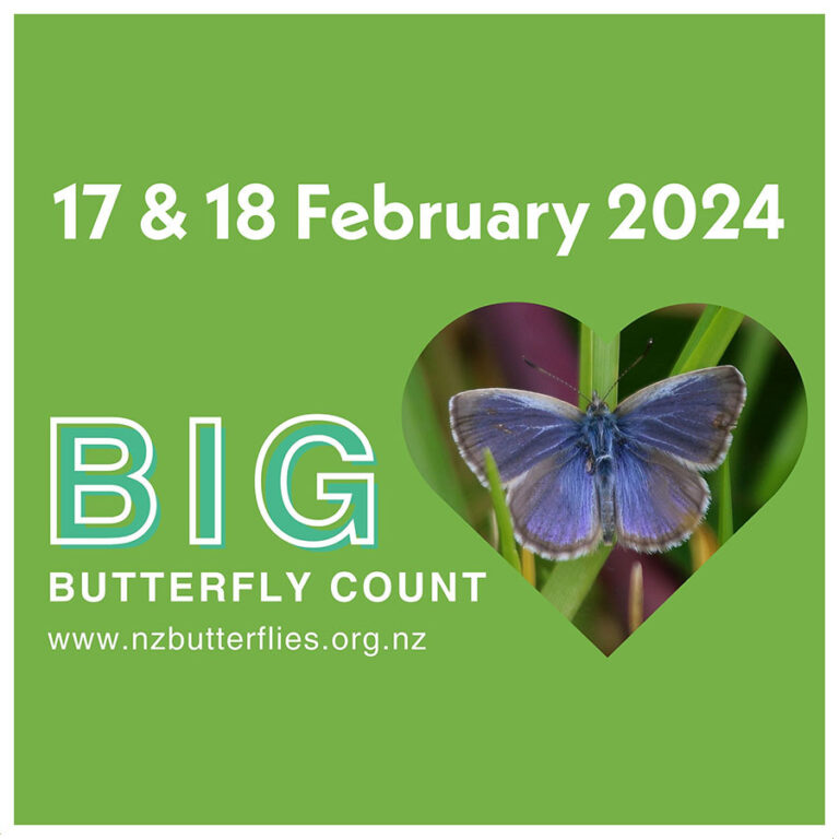 Big Butterfly Count - Moths and Butterflies of New Zealand Trust