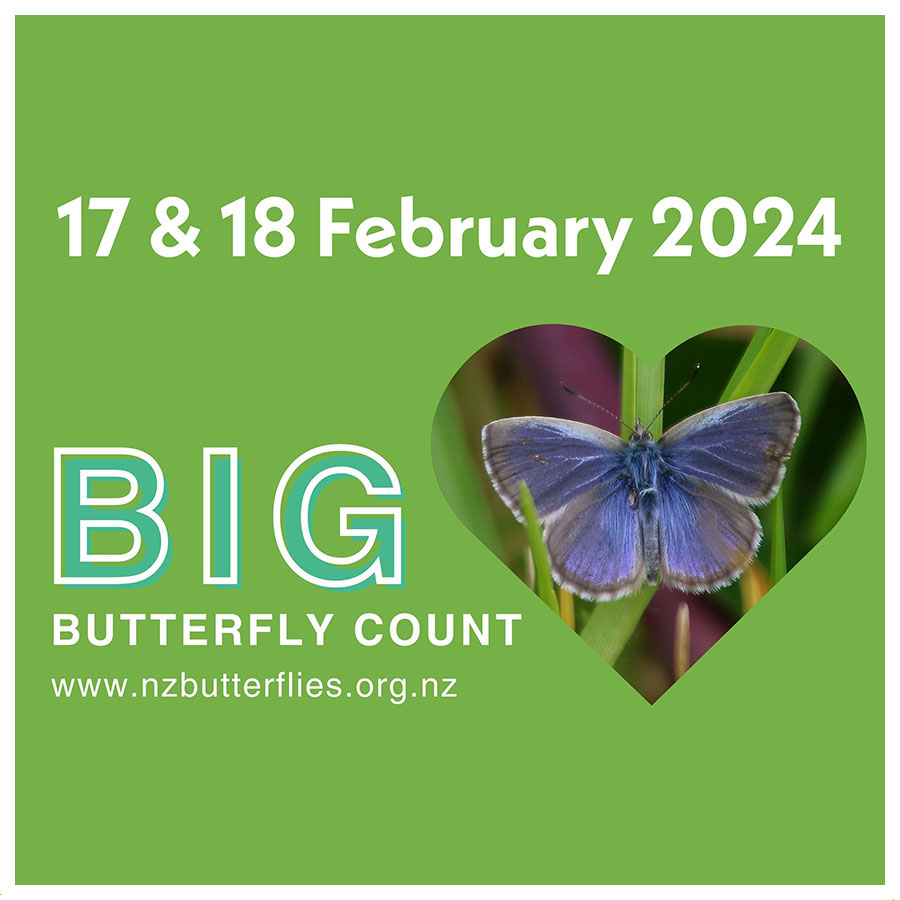 Big Butterfly Count - Moths and Butterflies of New Zealand Trust