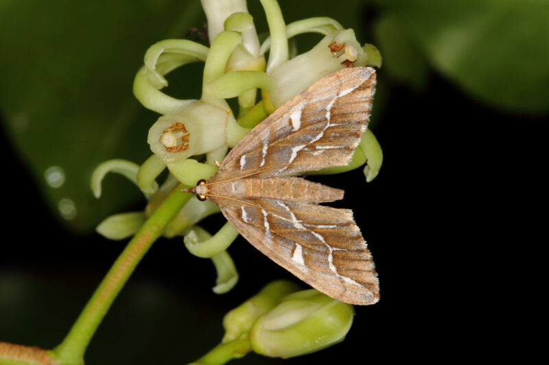 Moths - Moths and Butterflies of New Zealand Trust
