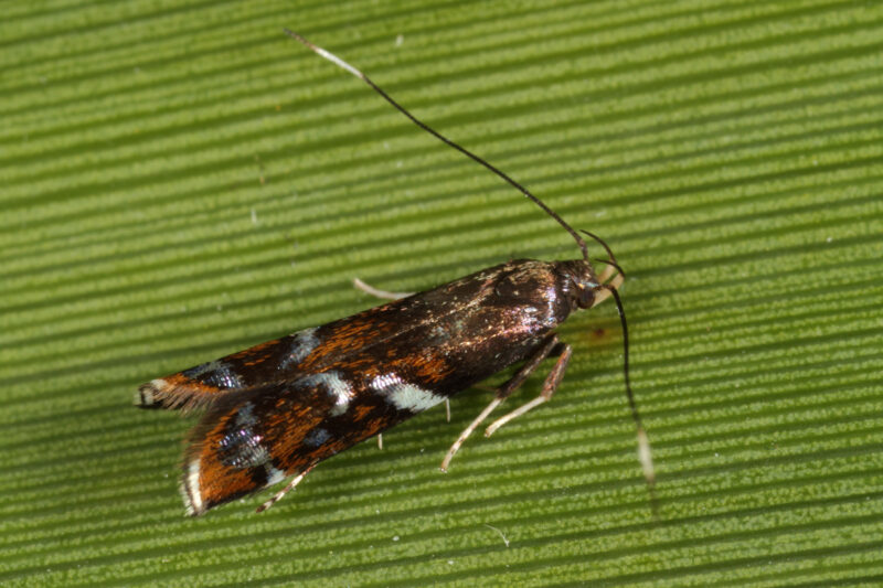 Moths - Moths and Butterflies of New Zealand Trust