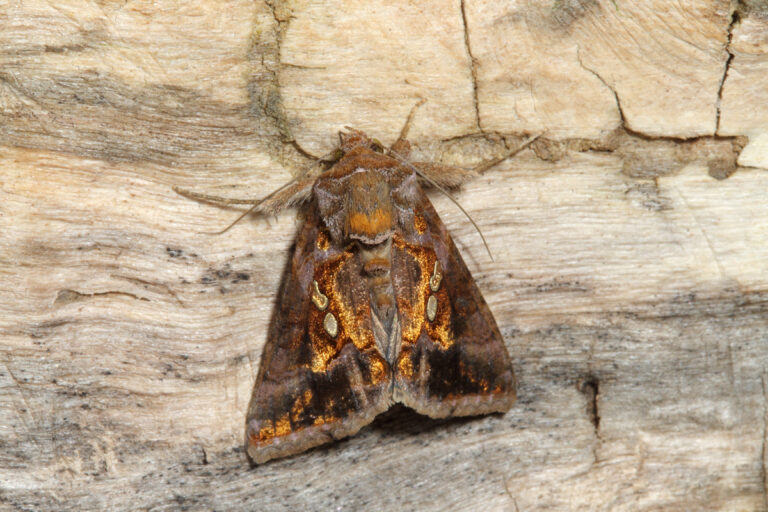 Moths - Moths and Butterflies of New Zealand Trust