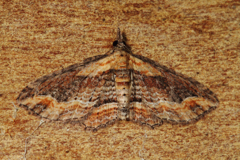 Moths - Moths and Butterflies of New Zealand Trust