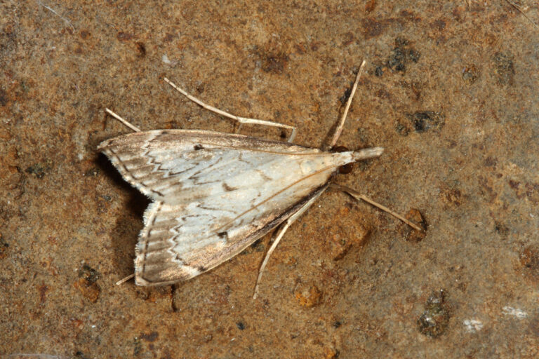 Moths - Moths and Butterflies of New Zealand Trust