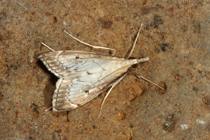 Moths - Moths and Butterflies of New Zealand Trust