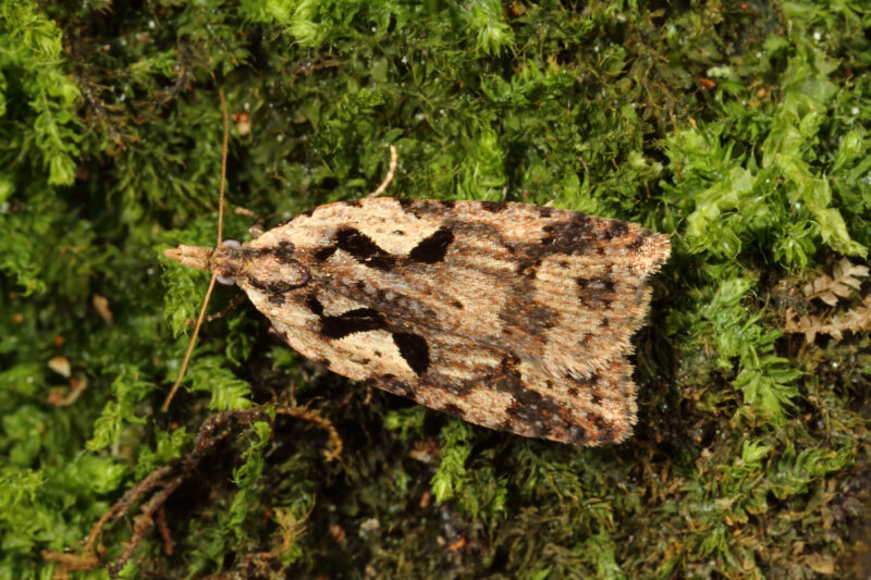 Moths - Moths and Butterflies of New Zealand Trust