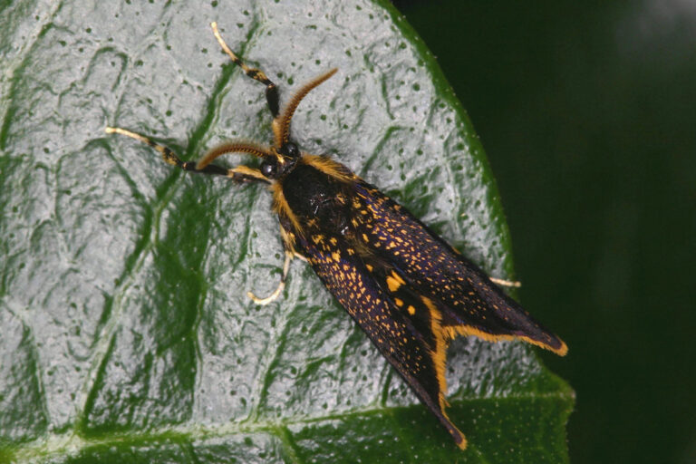 Moths - Moths and Butterflies of New Zealand Trust
