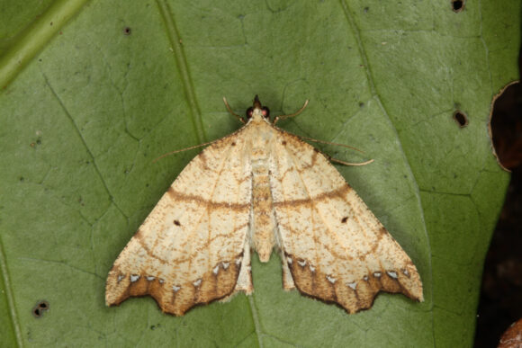 Moths - Moths and Butterflies of New Zealand Trust