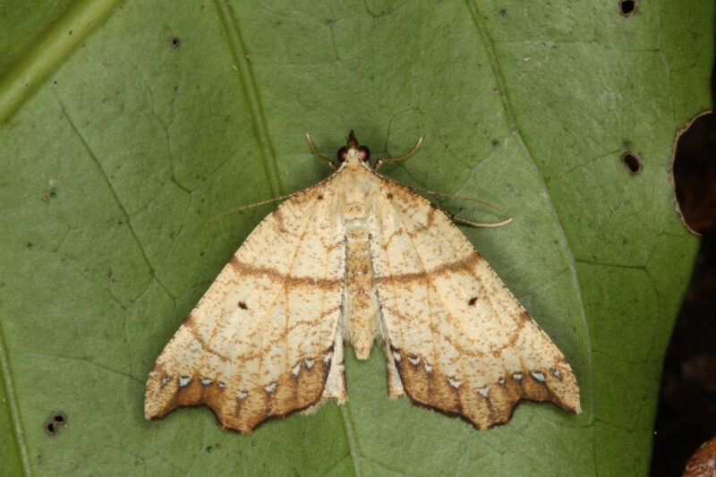 Moths - Moths and Butterflies of New Zealand Trust