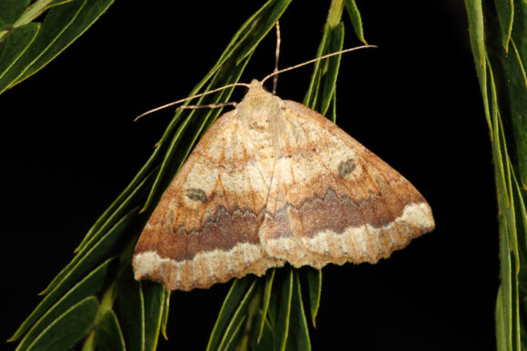 Moths - Moths and Butterflies of New Zealand Trust