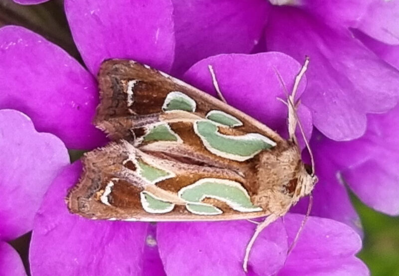 Moths - Moths and Butterflies of New Zealand Trust