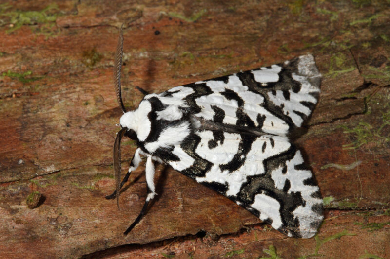 Declana atronivea - Moths and Butterflies of New Zealand Trust