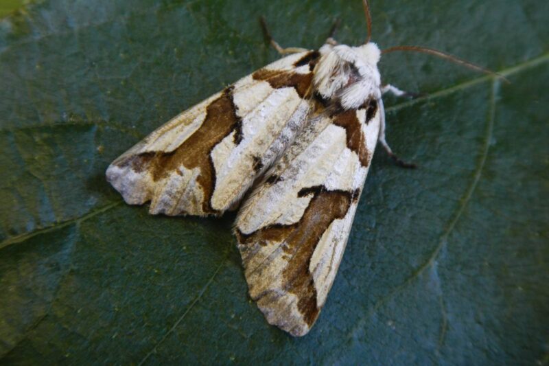 Declana egregia - Moths and Butterflies of New Zealand Trust