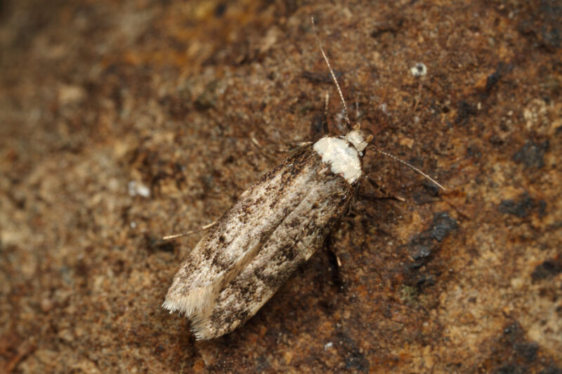 Endrosis sarcitrella - Moths and Butterflies of New Zealand Trust