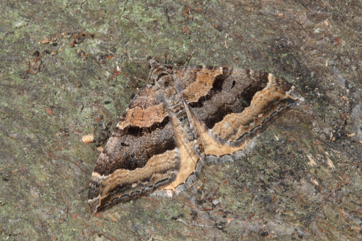 Names and Taxonomy - Moths and Butterflies of New Zealand Trust