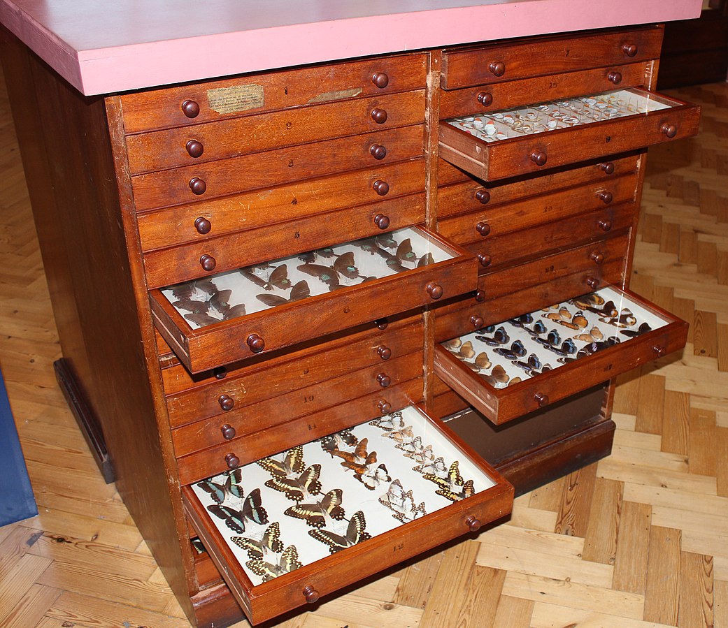 Discovery Project Update: R J B Hoare - Moths and Butterflies of New ...