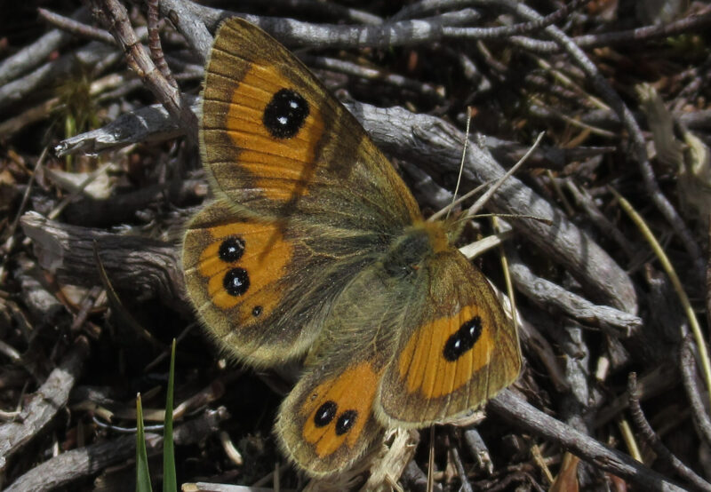 Butterflies - Moths and Butterflies of New Zealand Trust