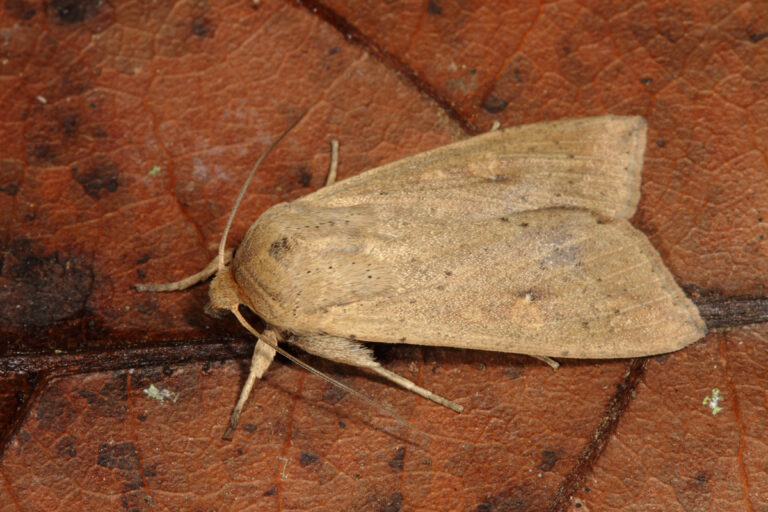 Mythimna separata - Moths and Butterflies of New Zealand Trust