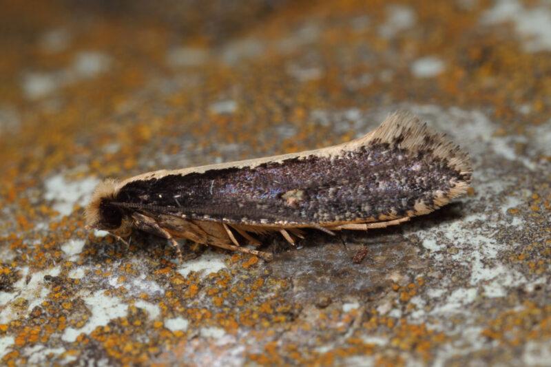 Monopis ethelella - Moths and Butterflies of New Zealand Trust