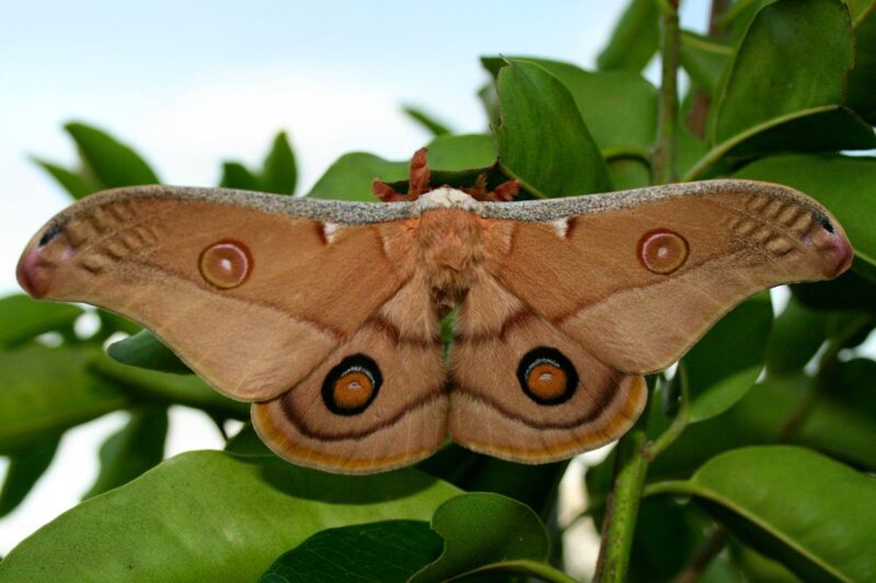 Opodiphthera eucalypti - Moths and Butterflies of New Zealand Trust