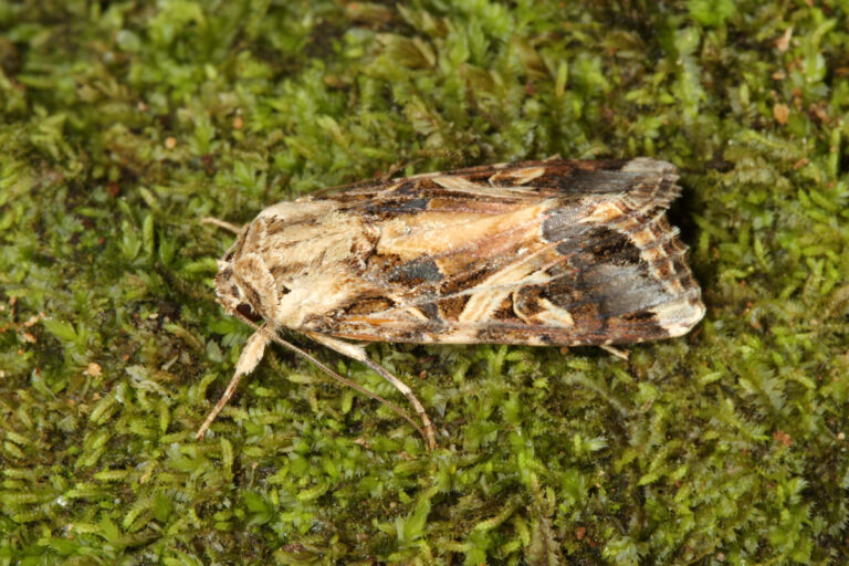 Spodoptera litura - Moths and Butterflies of New Zealand Trust