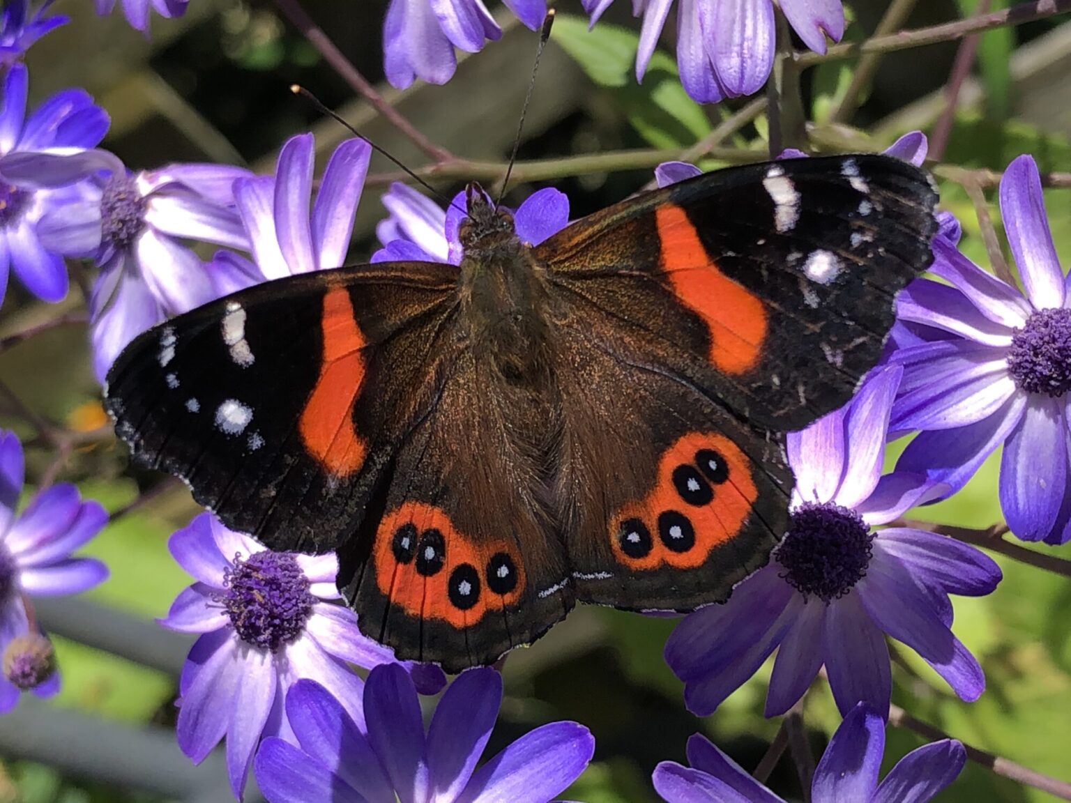 Nectar: Jacqui Knight - Moths and Butterflies of New Zealand Trust