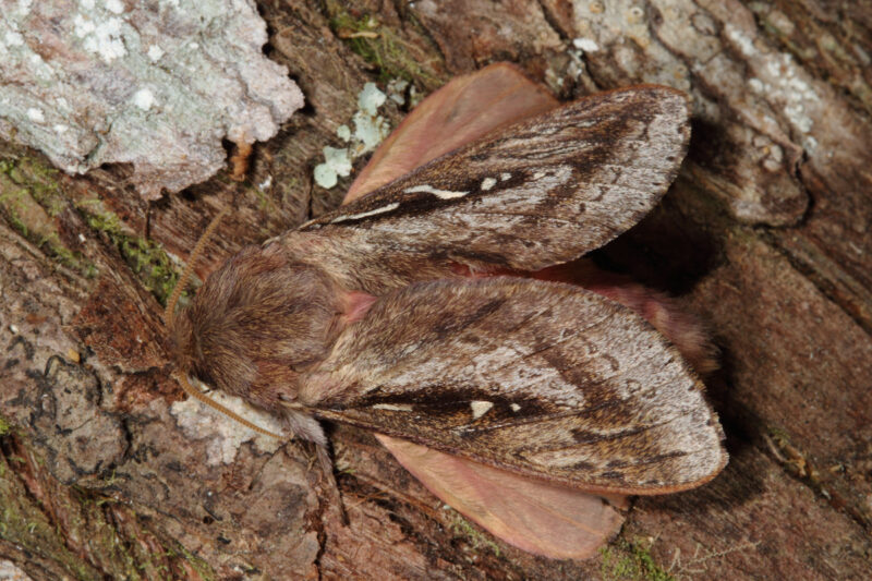 Wiseana copularis - Moths and Butterflies of New Zealand Trust