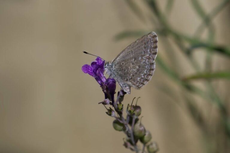 Butterflies - Moths and Butterflies of New Zealand Trust