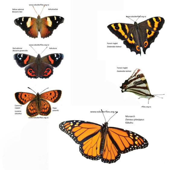 Magnets - Moths and Butterflies of New Zealand Trust